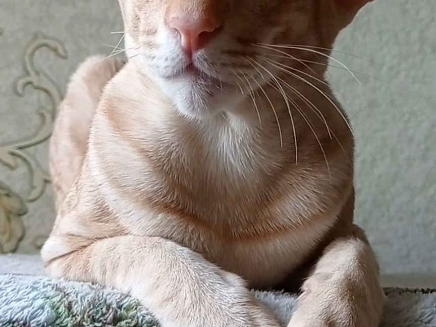 Ориентальный кот вязка