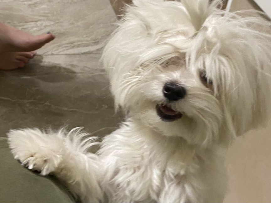 Мальтийская болонка вязка, девочка