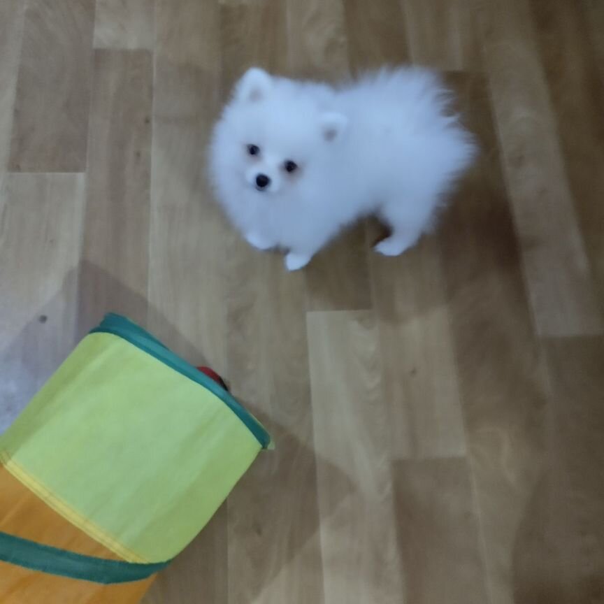 Шпиц. Девочка белоснежка