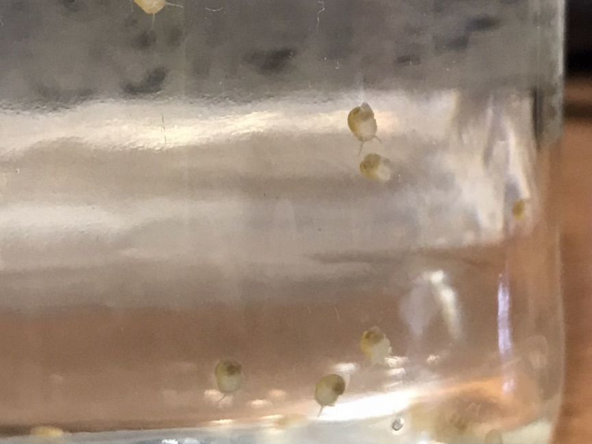 Улитки ампулярии малыши