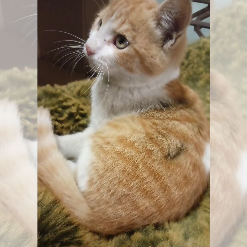 Котёнок, мальчик, около 2х месяцев