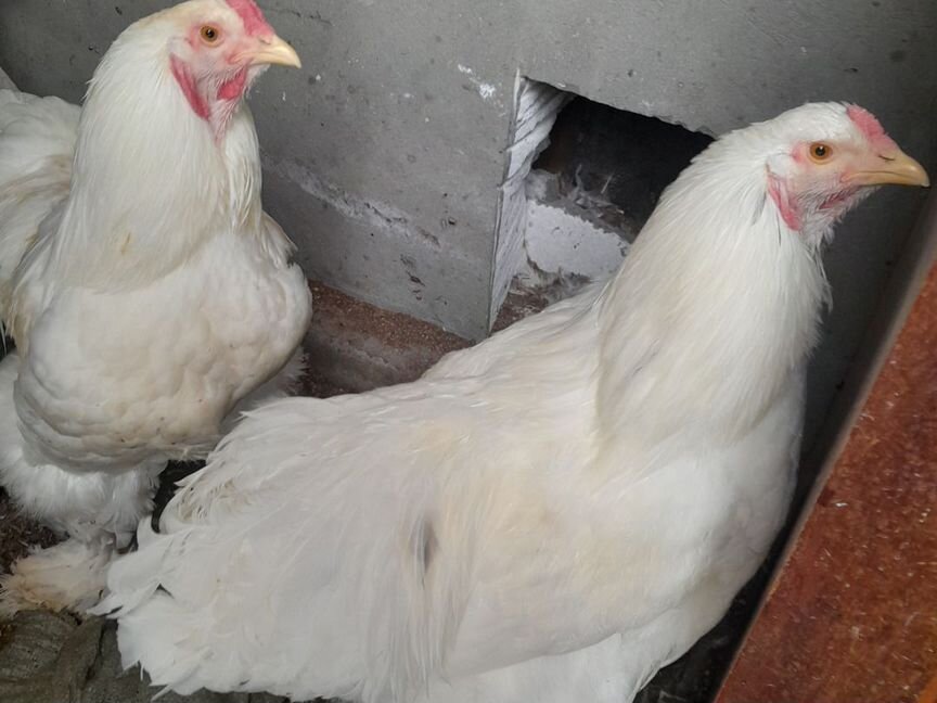 Петух Брама 10 месяцев