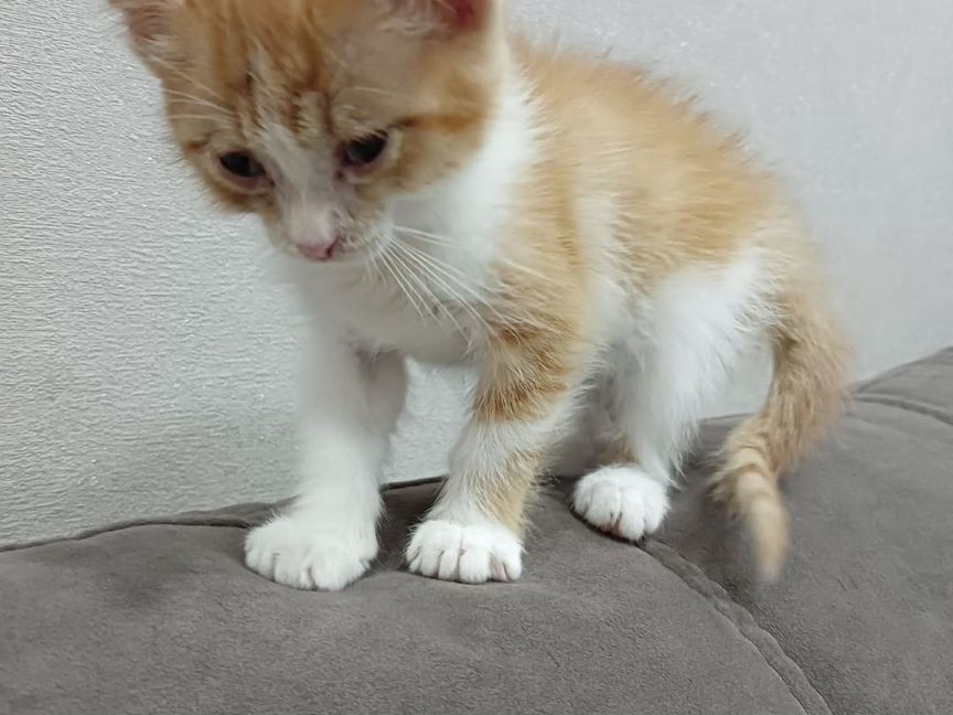 Котенку ищем дом и добрые руки