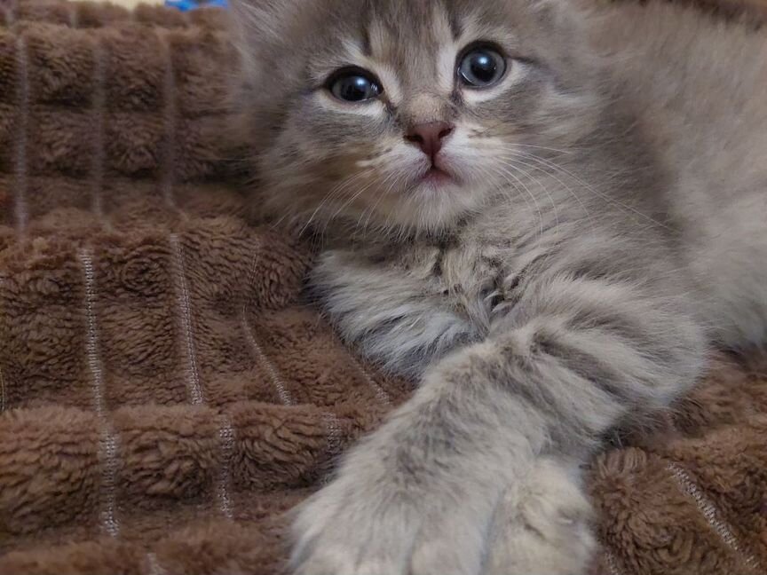 Кошка