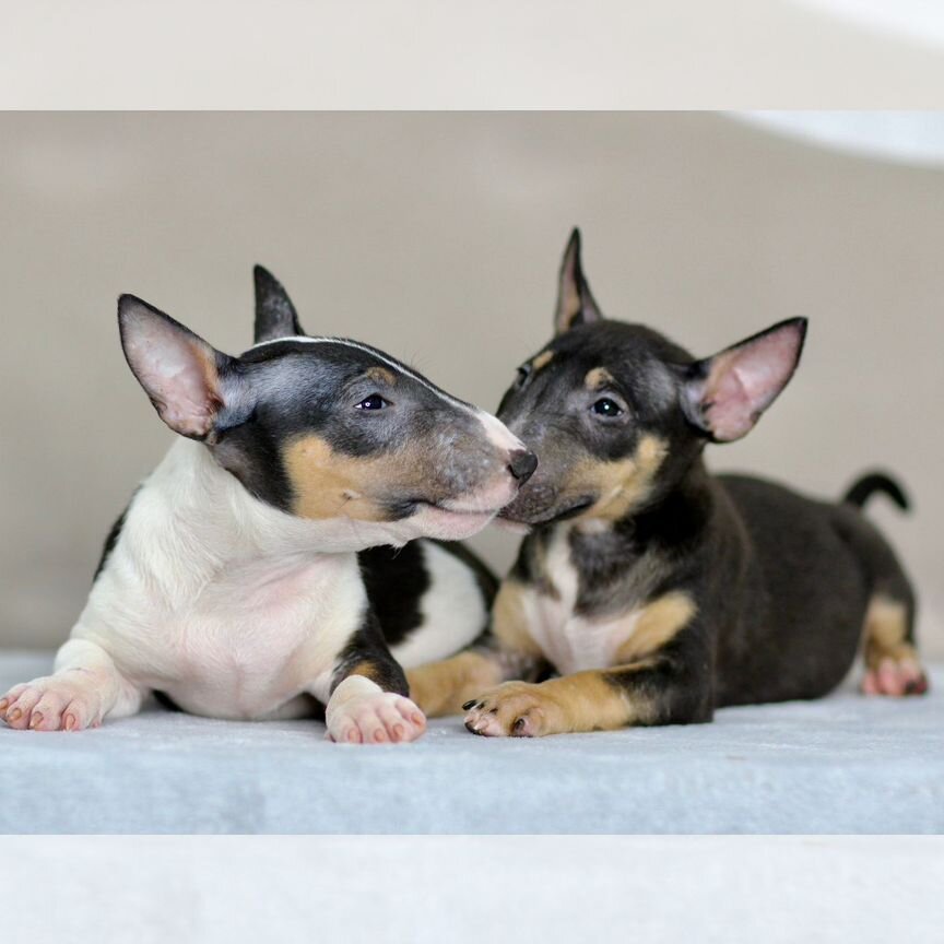 Мини-бультерьер, щенок