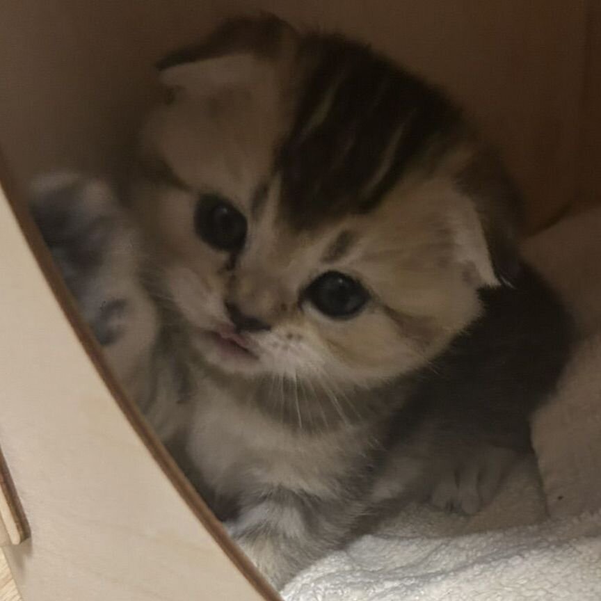 Шотландский вислоухий короткошёрстный котёнок