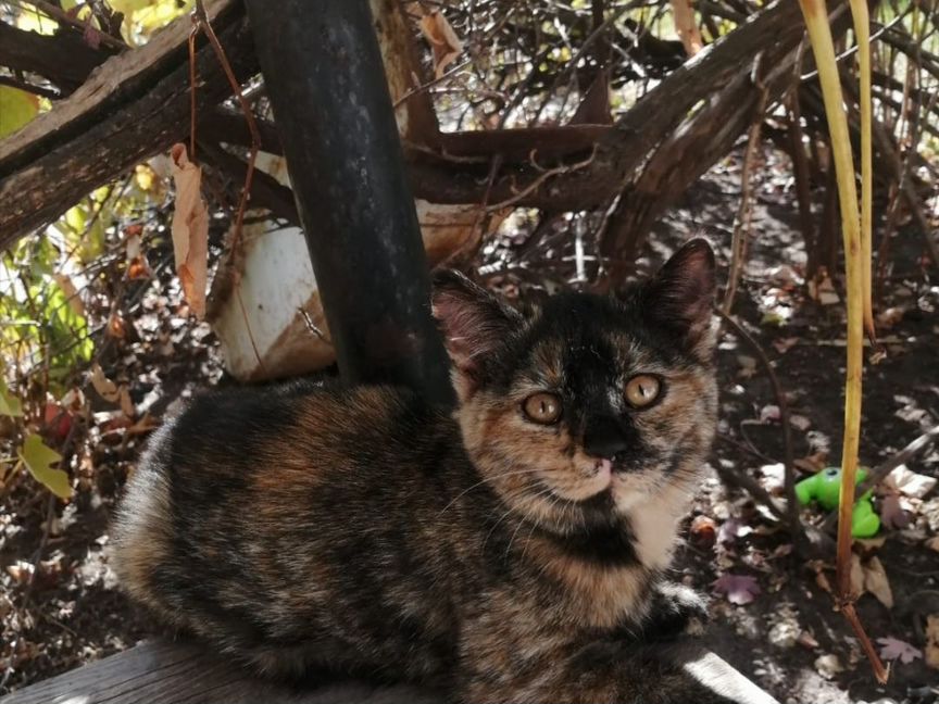 Кошки