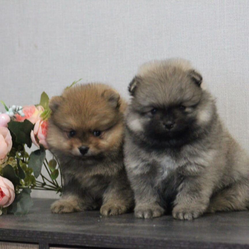 Померанский шпиц