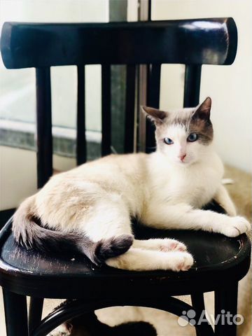 Котик в добрые руки