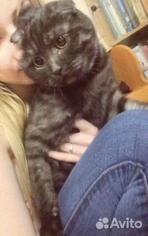 Шотландская вислоухая, британская. отдам кота