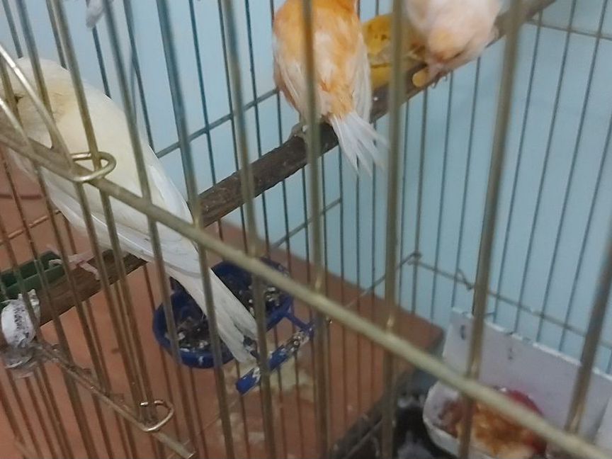 Кенара и канарейки