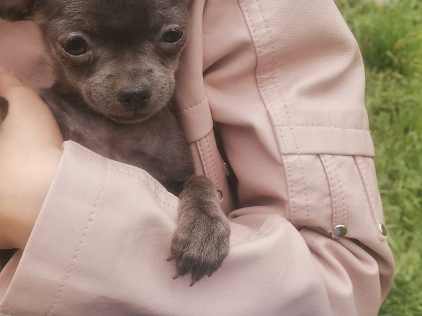 Щенята чихуахуа