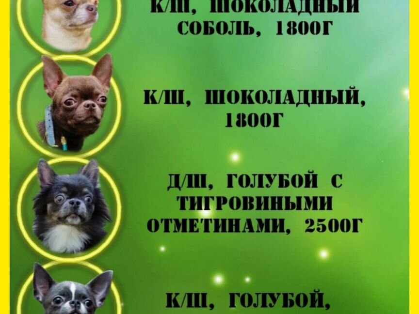 Кобели Чихуахуа - ждем девочек