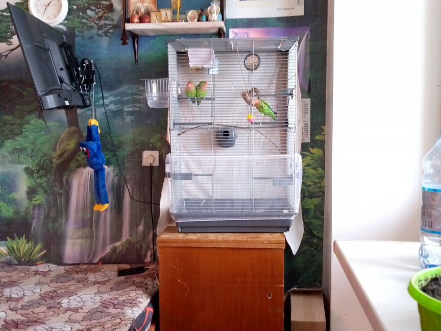 Домашние животные попугаи неразлучники