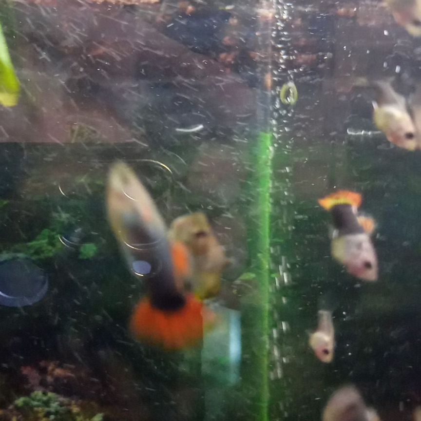 Аквариумные рыбки гуппи