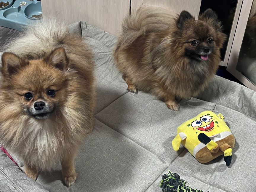 Резерв щенков шпица к 8марта