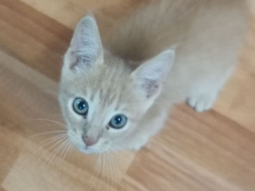 Кошка мейкун бесплатно