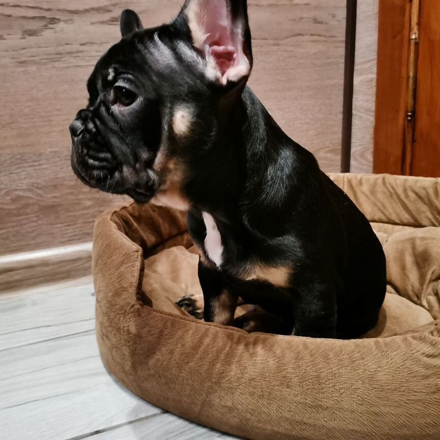 Французский бульдог мальчик