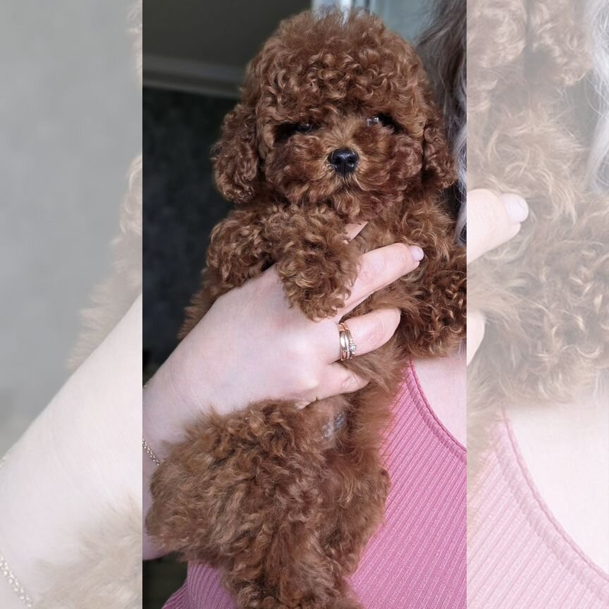 Той-пудель, щенок