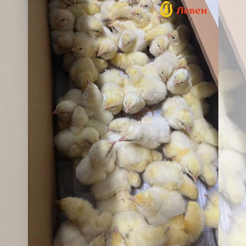 Суточные цыплята бройлеры кобб-500 и росс-308