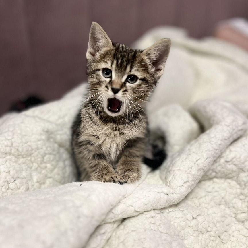 Бароша в дар