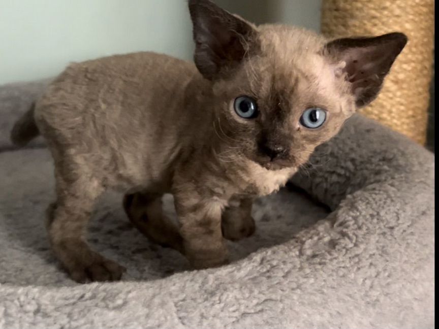 Девон-рекс, котенок минк