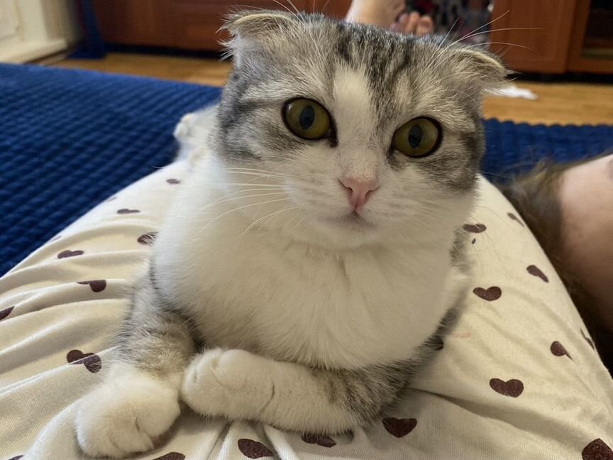 Ищем кота на вязку