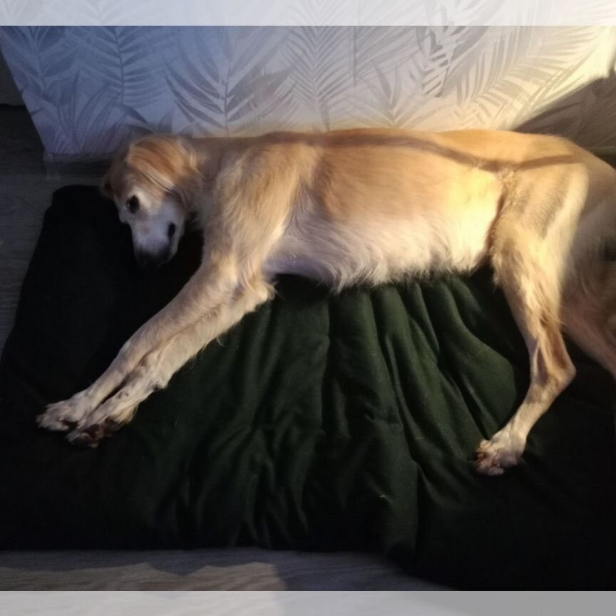 Тазы, взрослый пёс