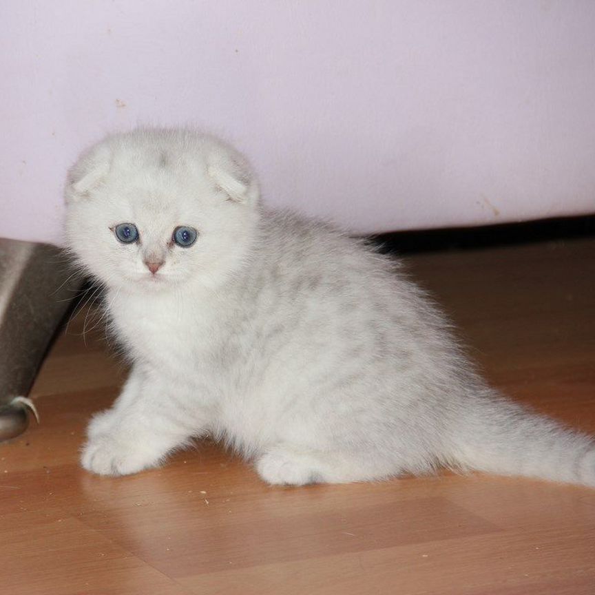 Британский короткошёрстный котёнок