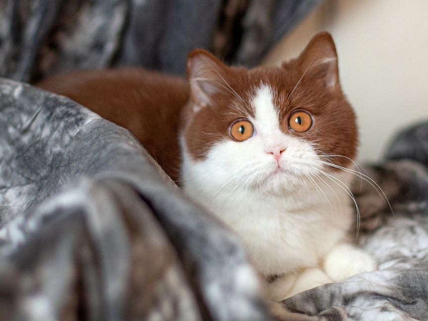 Британский мальчик 4 мес