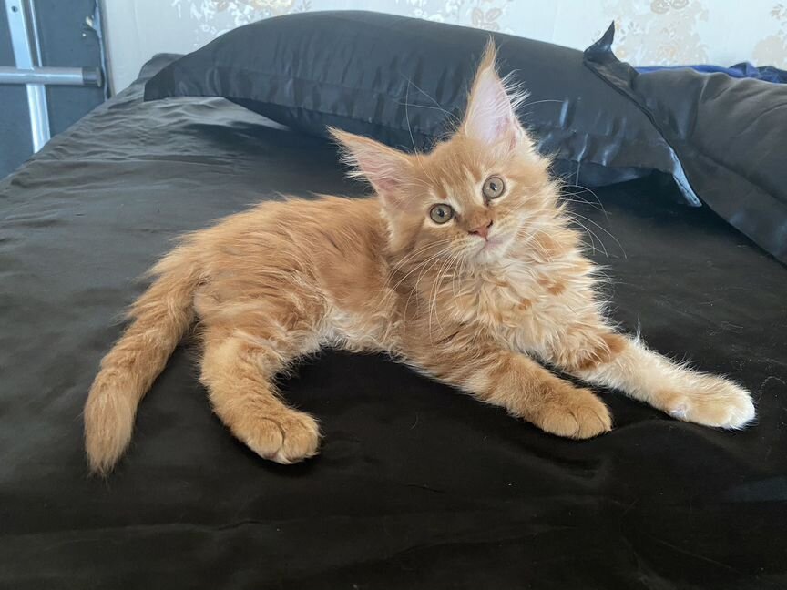 Котенок мейн-кун девочка