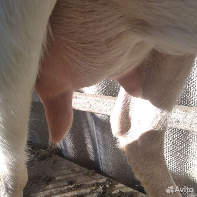 Коза нубийская