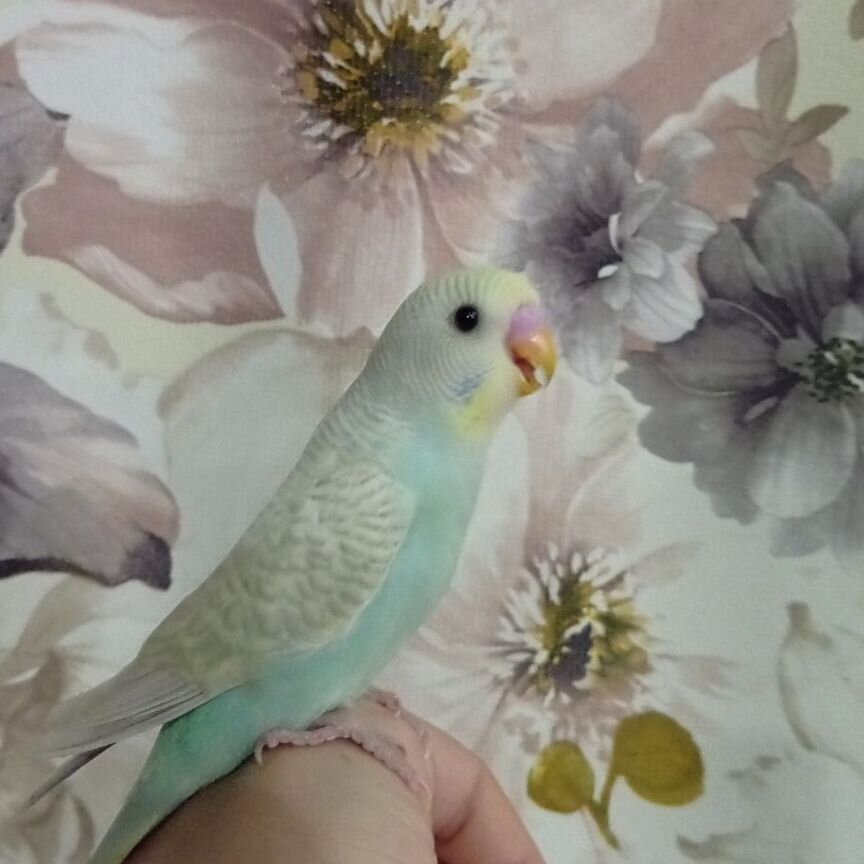 Птенцы волнистый попугай