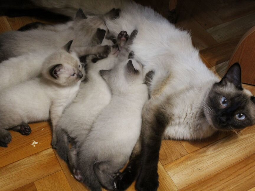 Сиамские котята