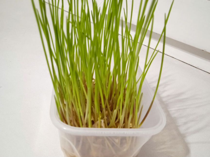 Трава для кошек