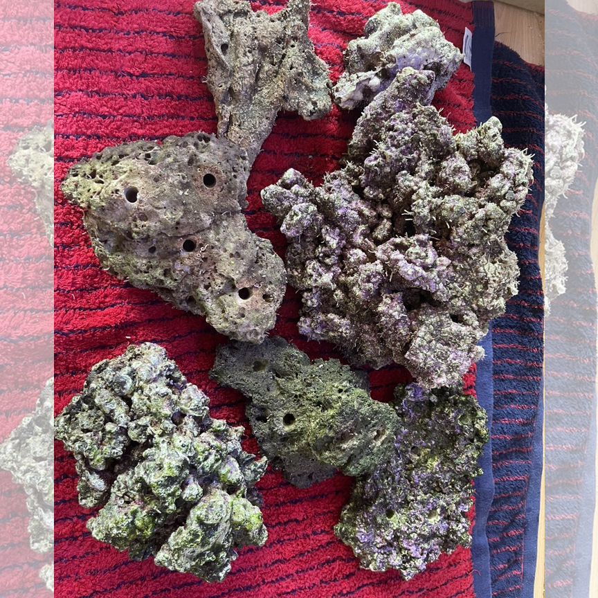 Живые камни для морского аквариума