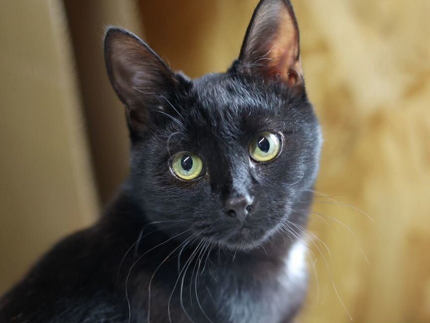 Ласковый чёрный котёнок с белым пятнышком