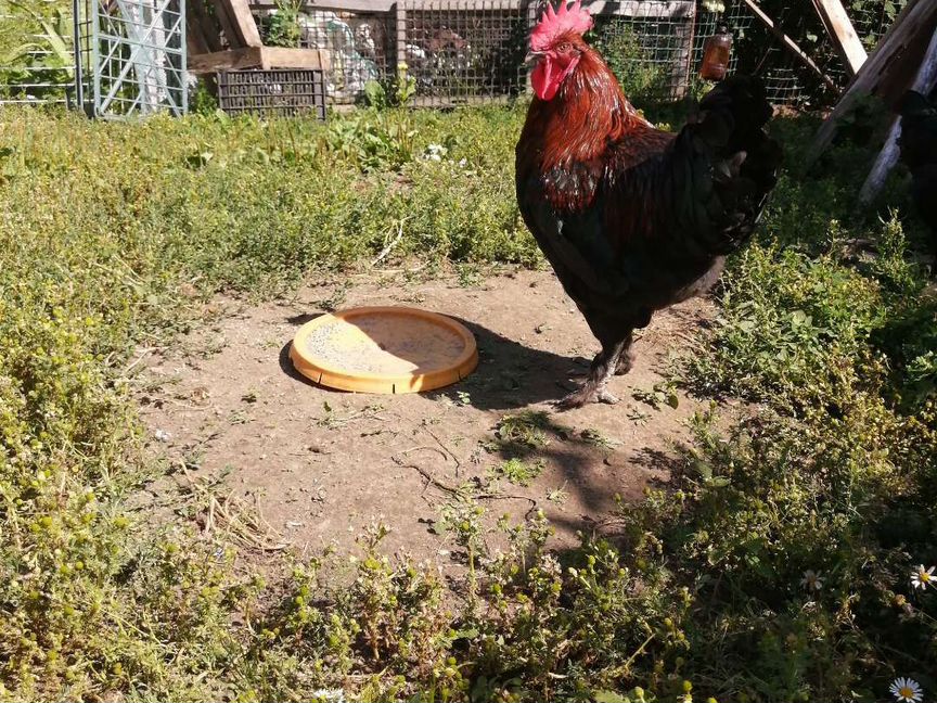 Петух маран