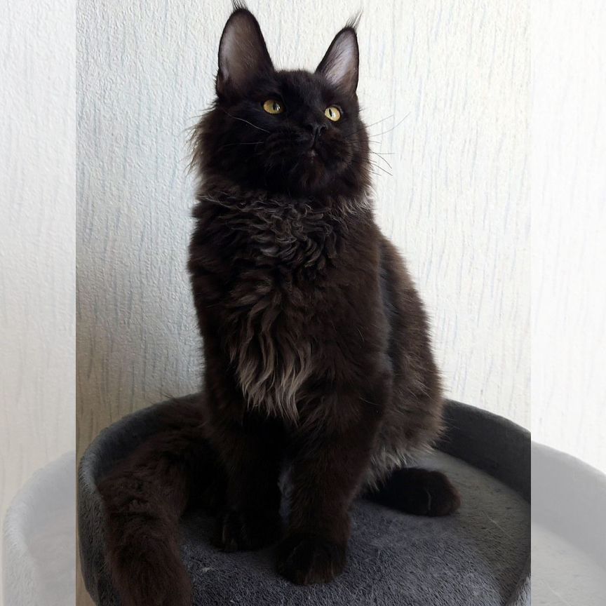 Котёнок мейн кун