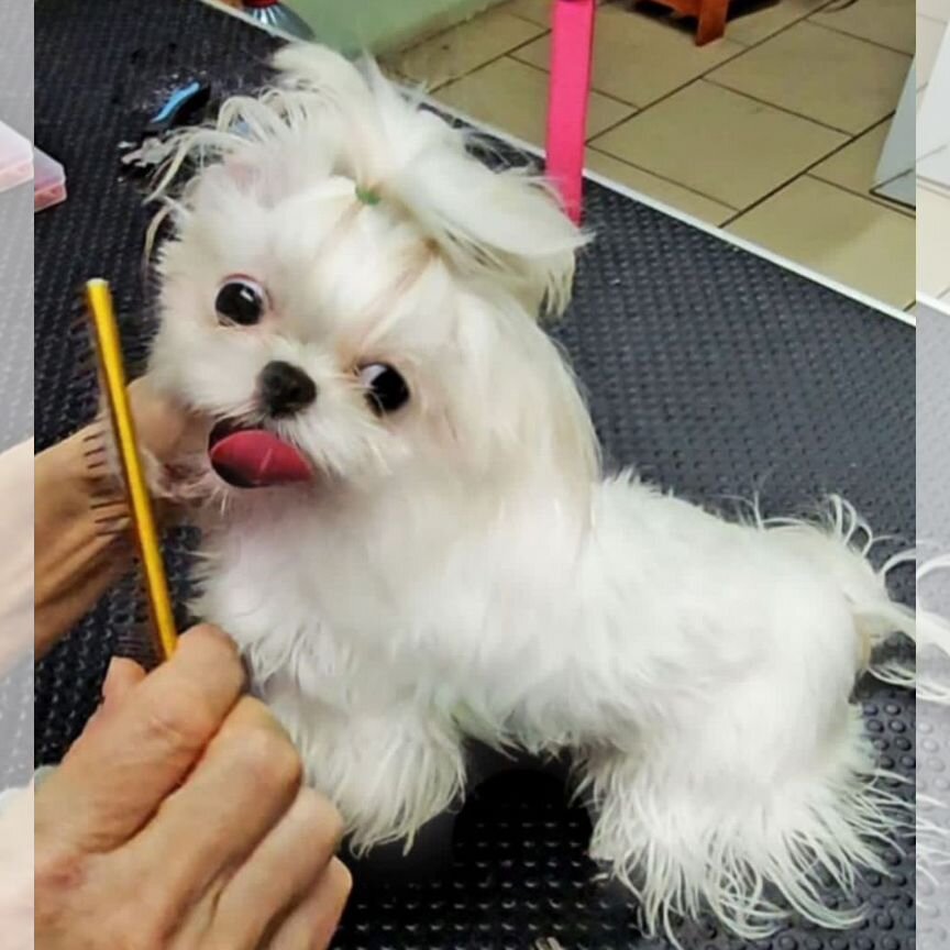 Мальтийская болонка, щенок