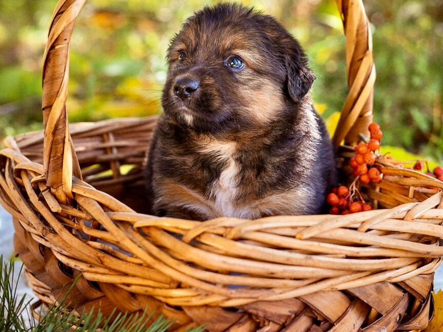 Щенок в добрые руки бесплатно