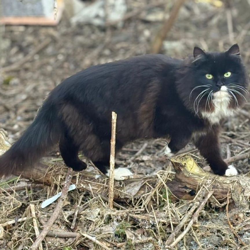 Сибирский котёнок