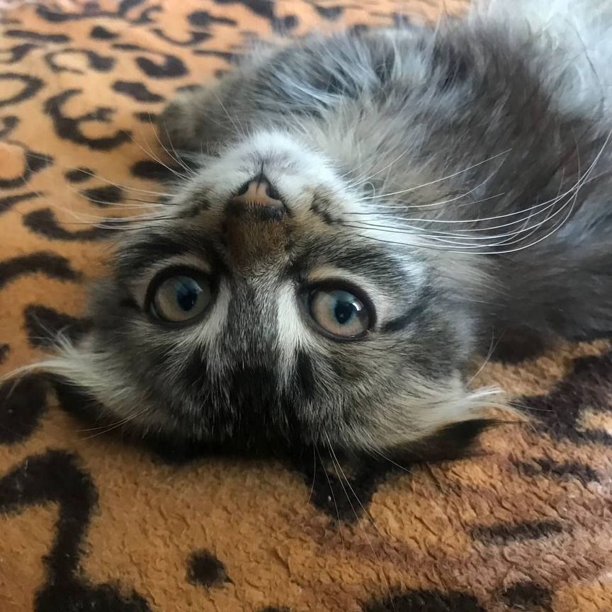 Приютите котика