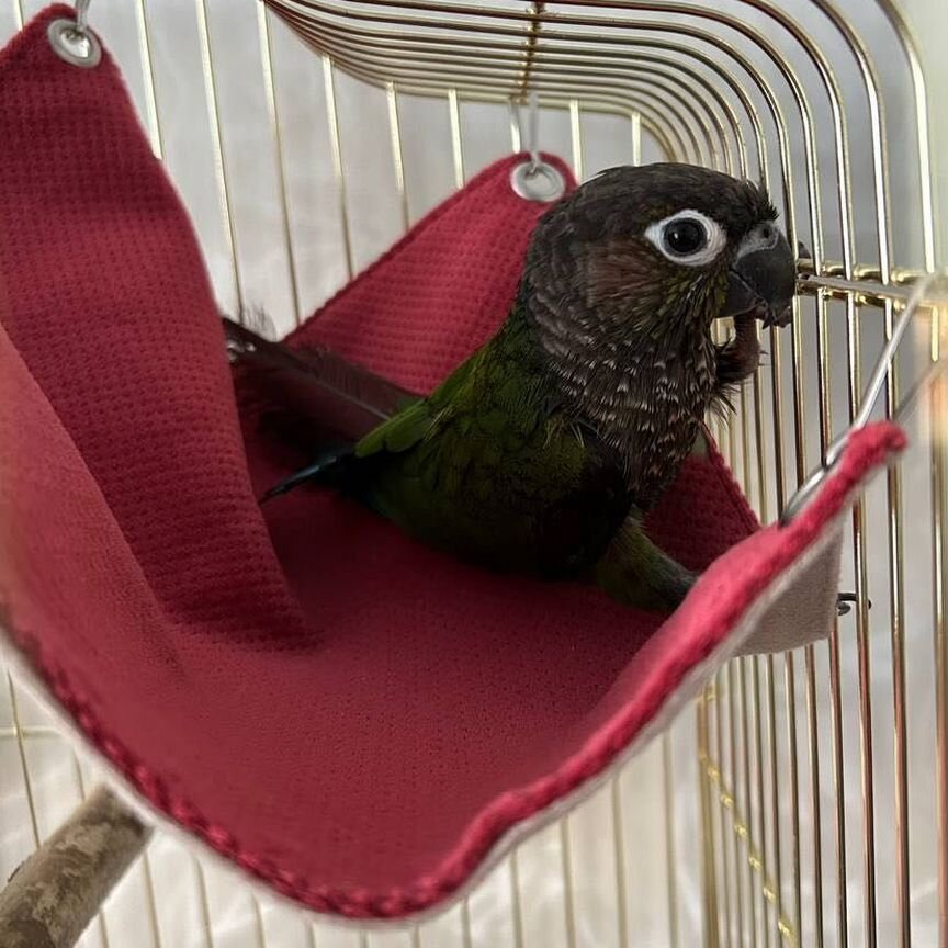 Попугай Перрура