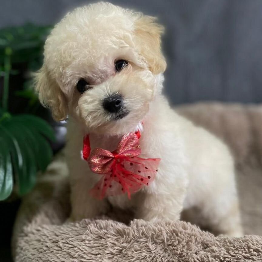 Пудель,пушончики(бишпу)