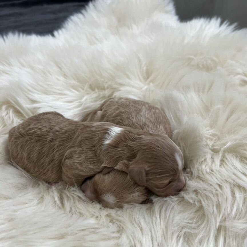 Мальтипу, щенок