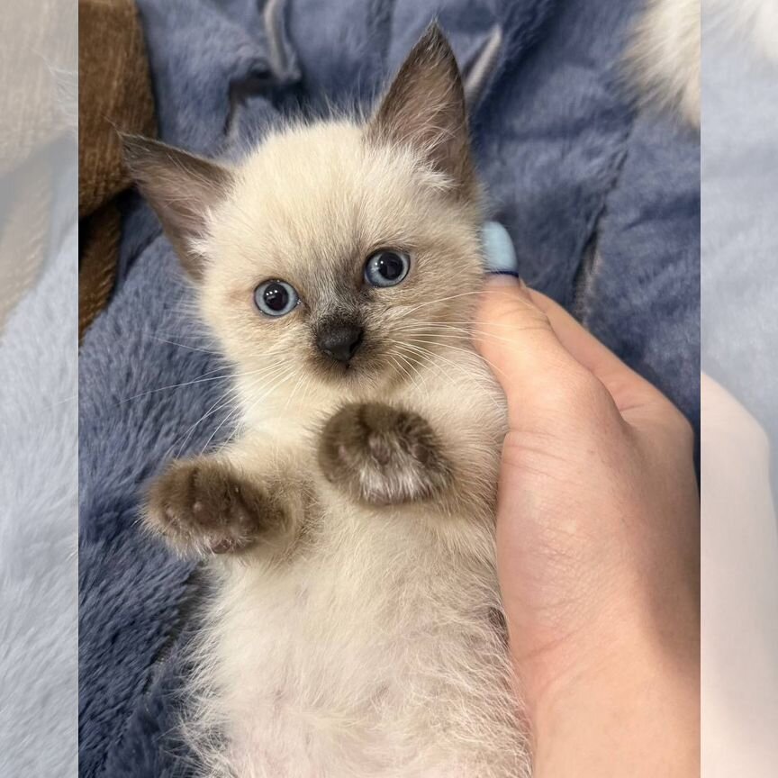 Невский маскарадный котёнок