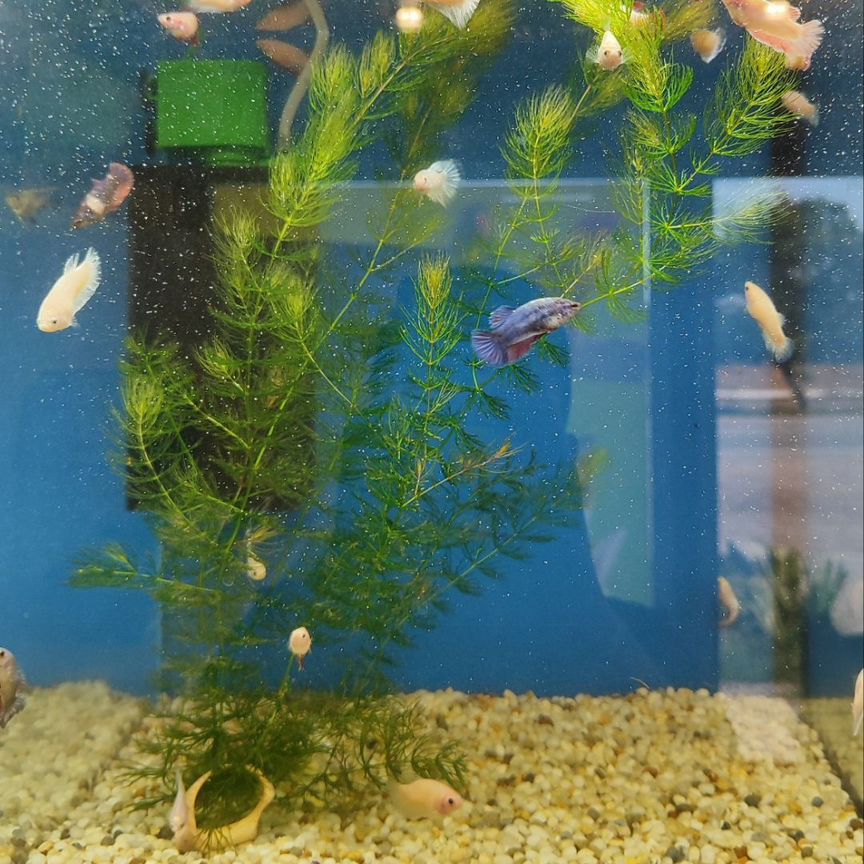 Петушки (молодежь)