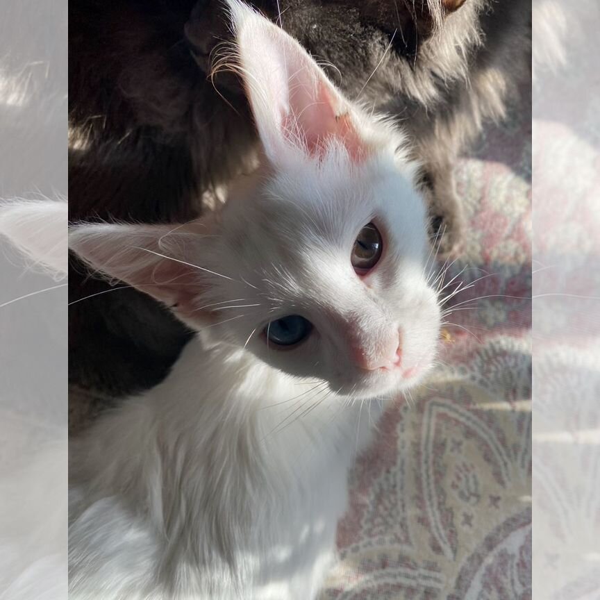Котёнок мейн-кун