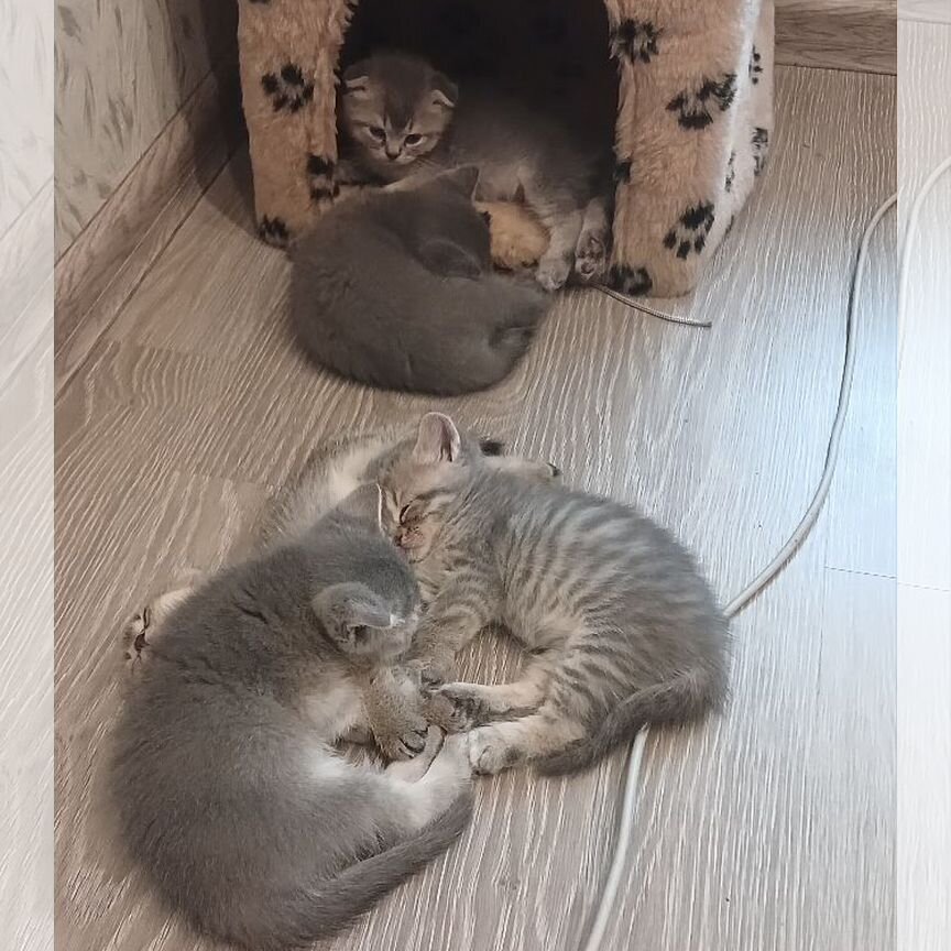 Шотландские котята